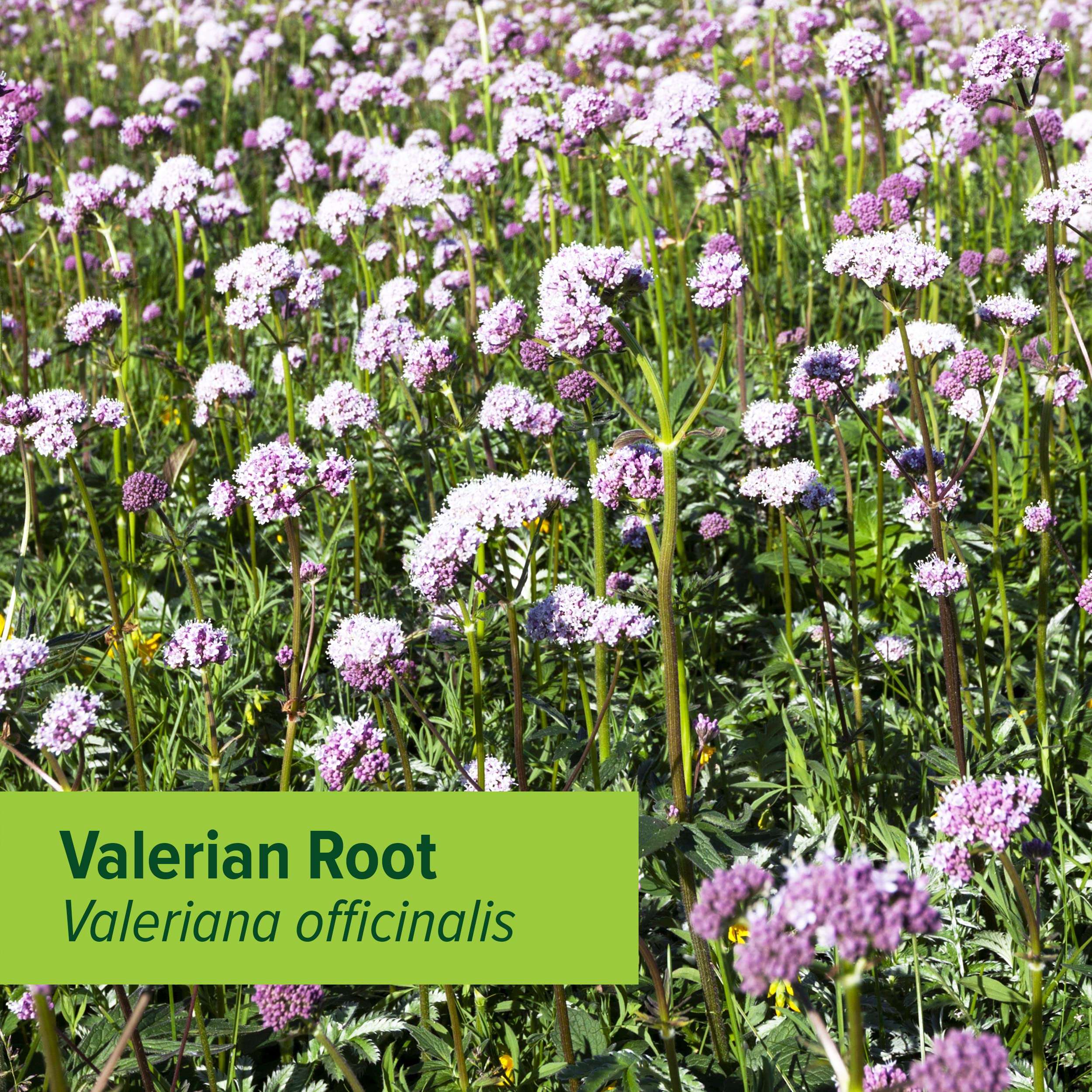 USDA organic valerian drops