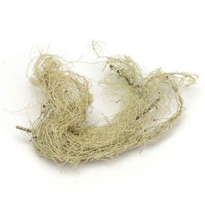 usnea lichen herbal tea benefits