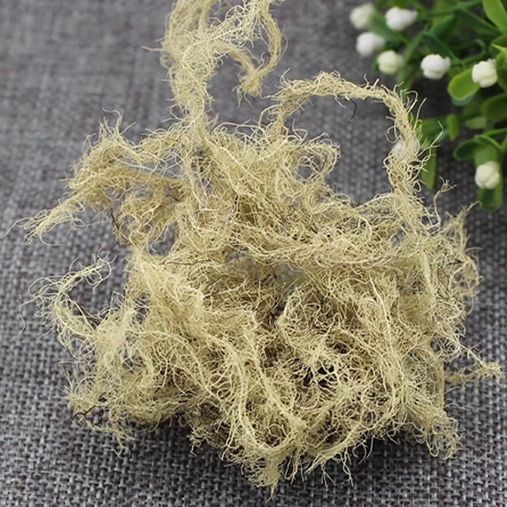 usnea lichen tea for immune support