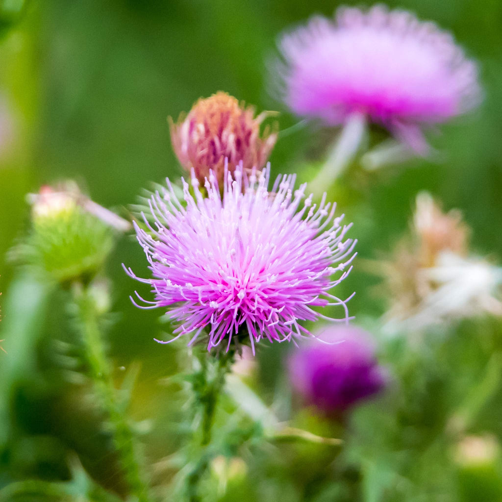 uvora milk thistle for detox
