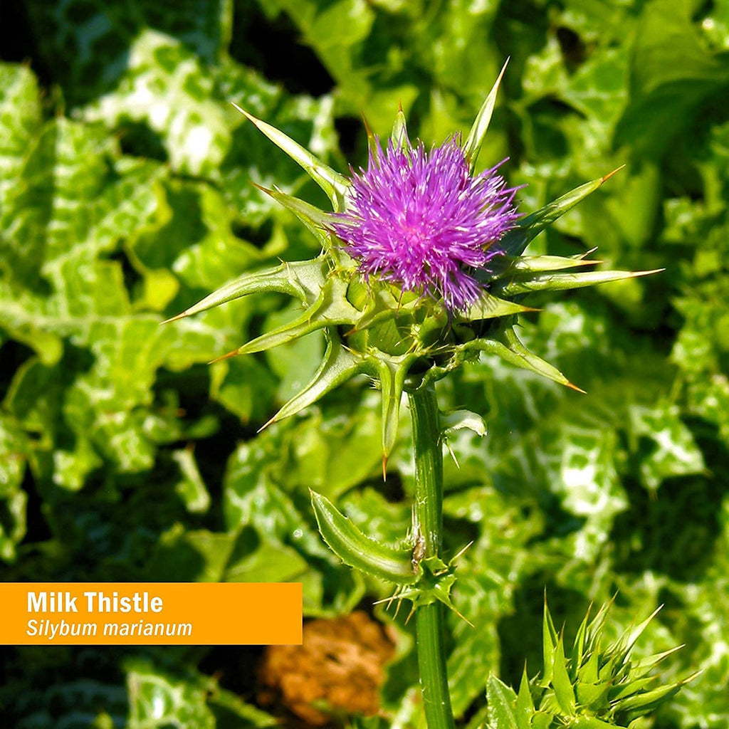uvora milk thistle for liver detox