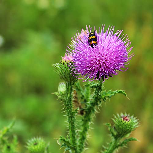 uvora milk thistle for liver health