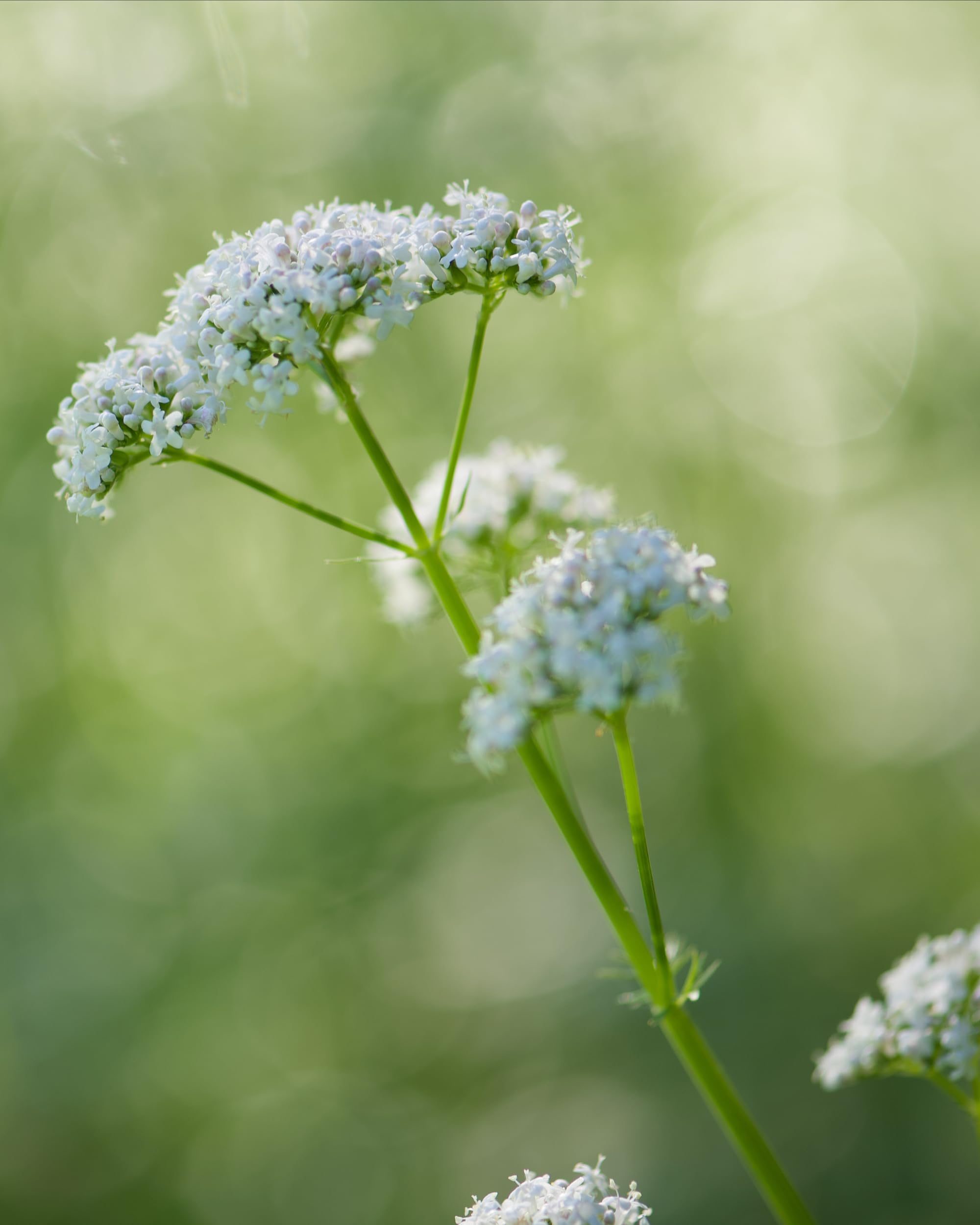 valerian extract for nighttime calm