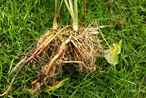 valerian extract for relaxation