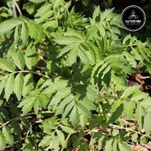 valerian herbal remedy for relaxation