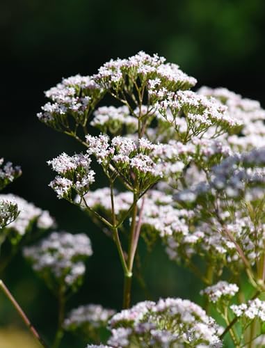 valerian herbal supplement for tranquility