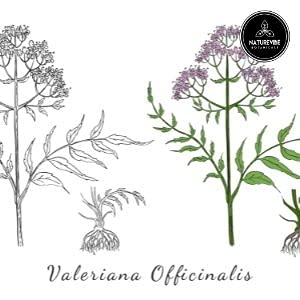 valerian powder for natural tranquility