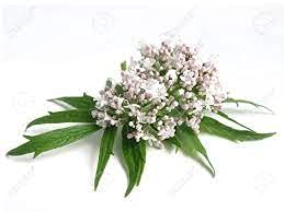 Valerian root cut for stress relief