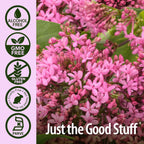 valerian root extract for stress relief