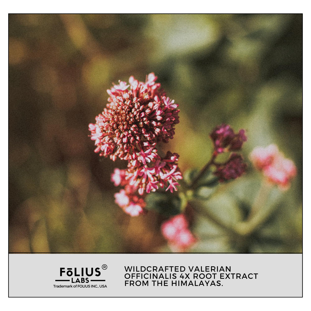 valerian root for sleep support