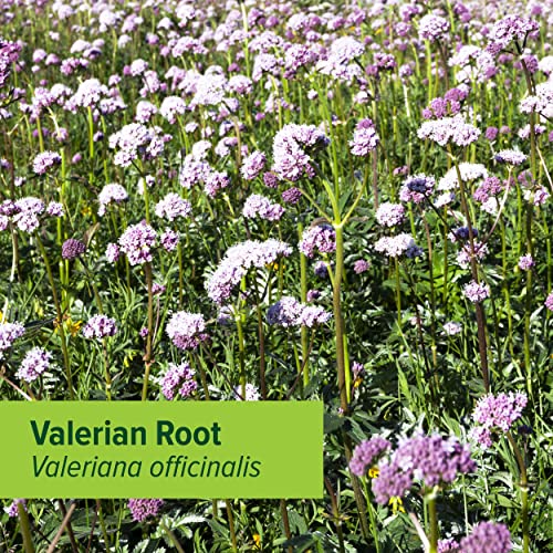 valerian root for stress relief