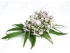valerian root for stress relief