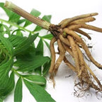valerian root supplement for wellness