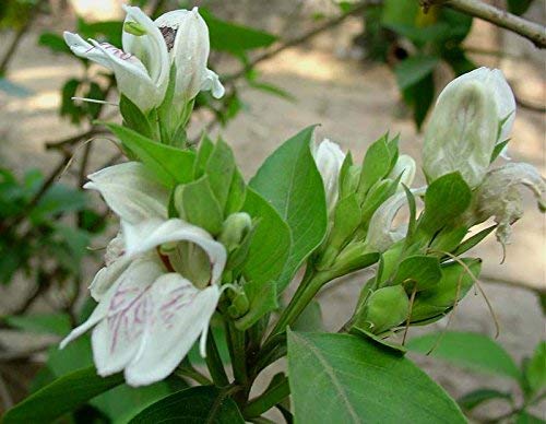 Vasaka health supplements for breathing