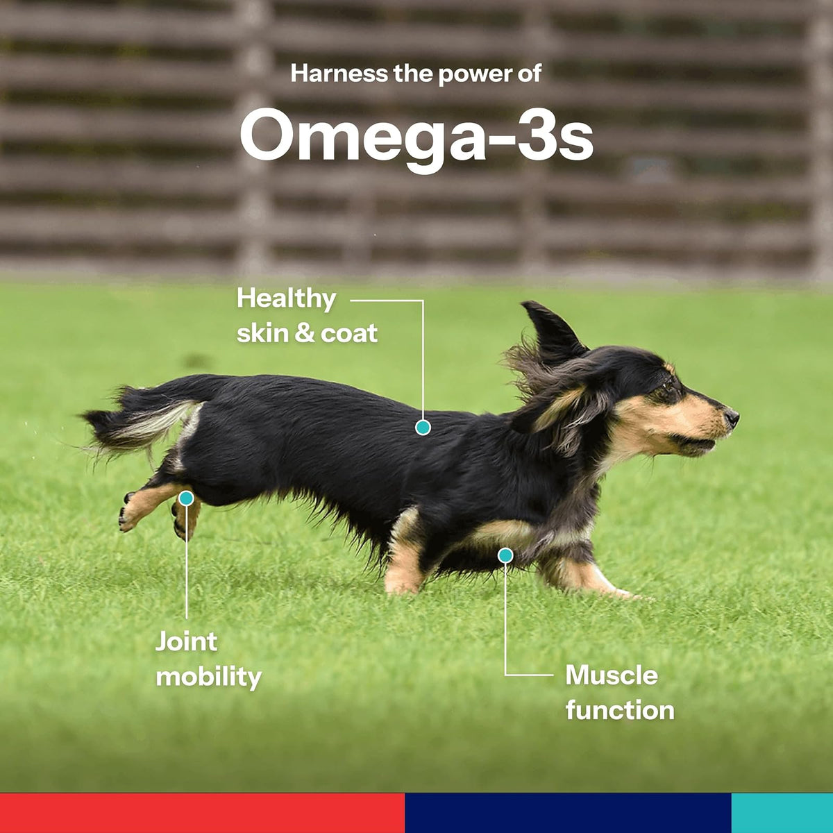 Vegan algae omega 3 alternative