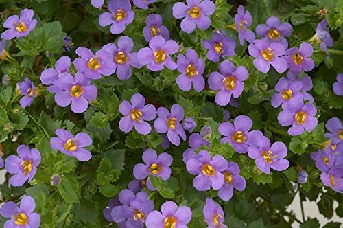 Vegan Bacopa extract for cognitive support