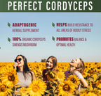 vegan cordyceps for daily wellness