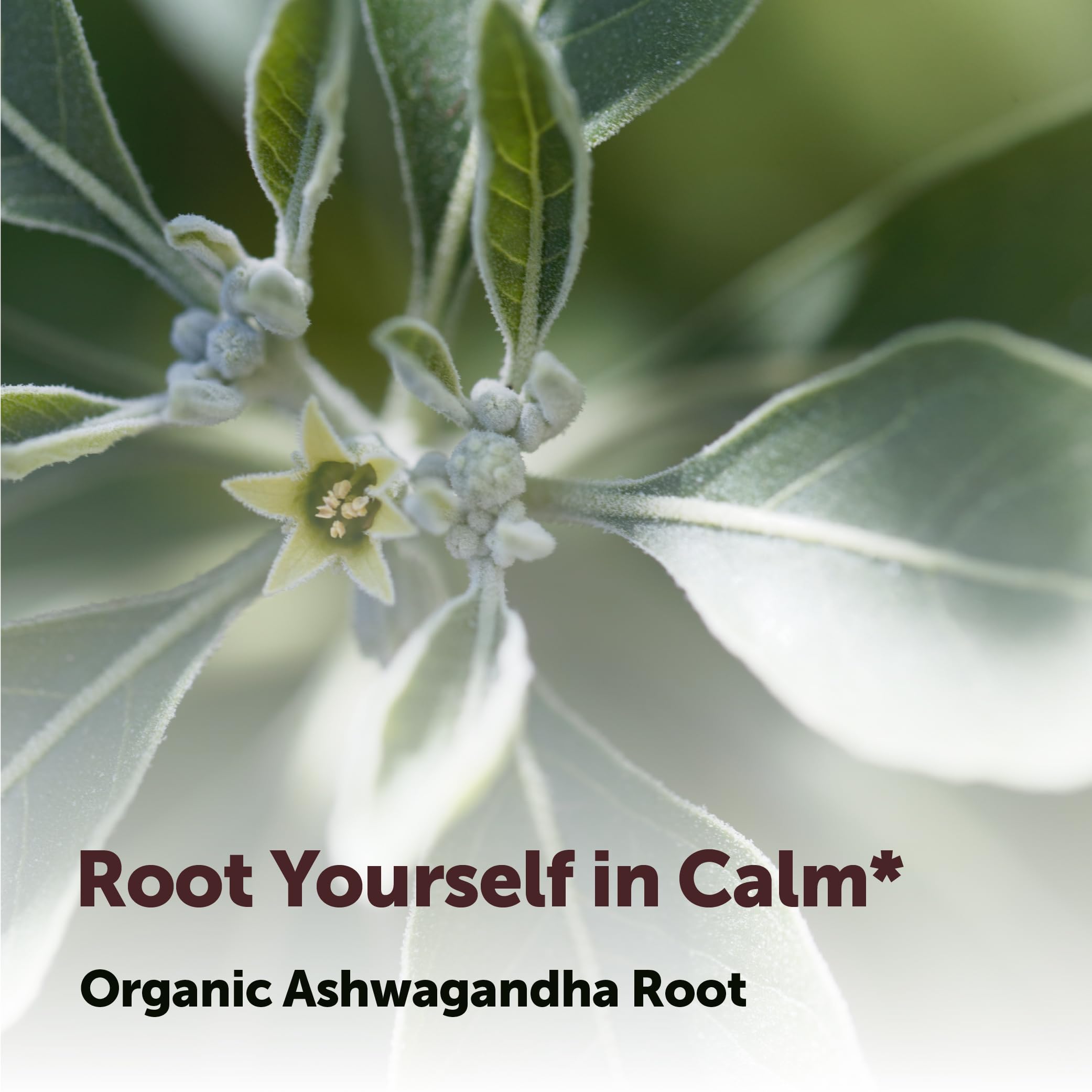 vegan friendly ashwagandha supplement