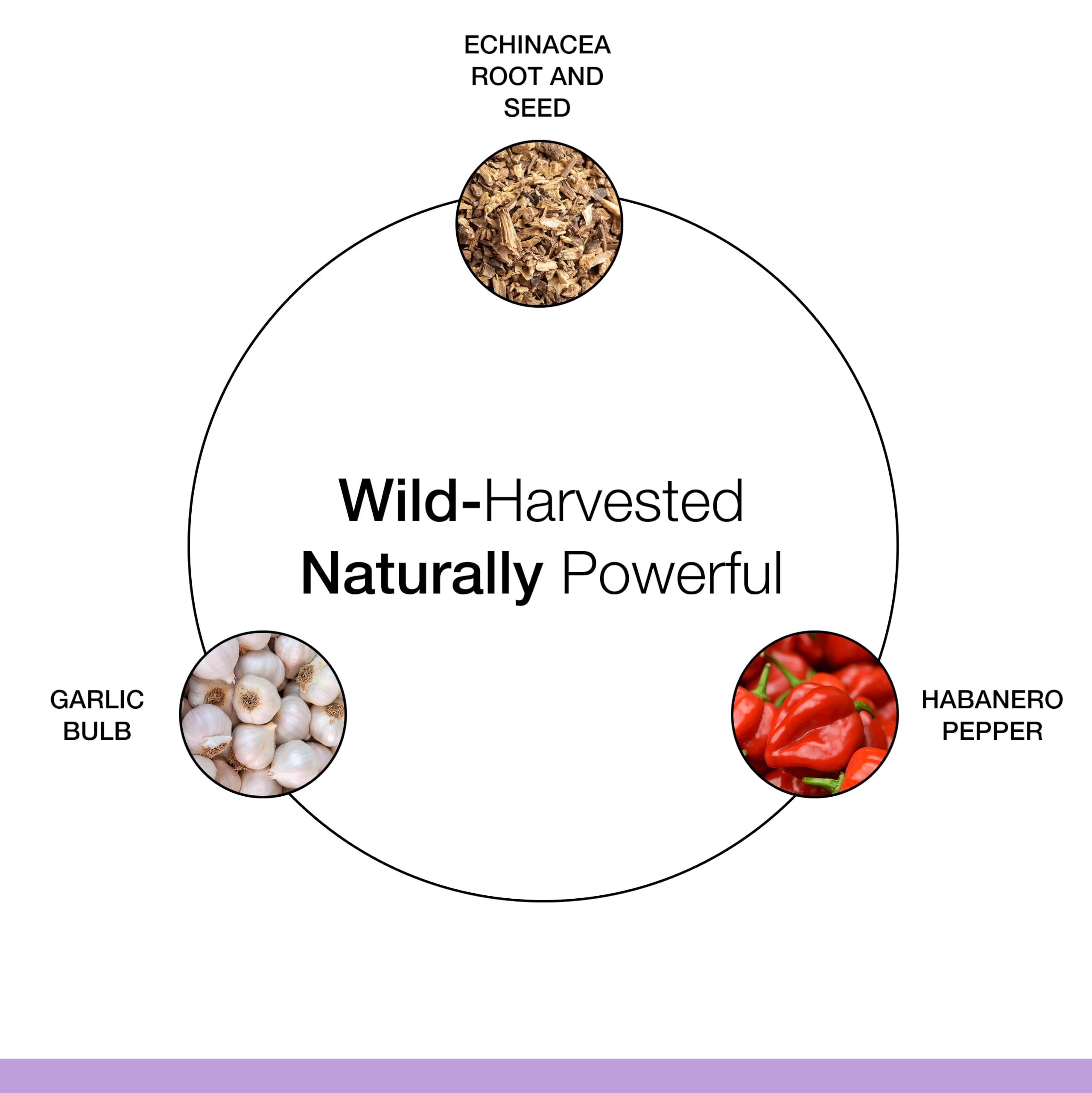 vegan-friendly echinacea formula