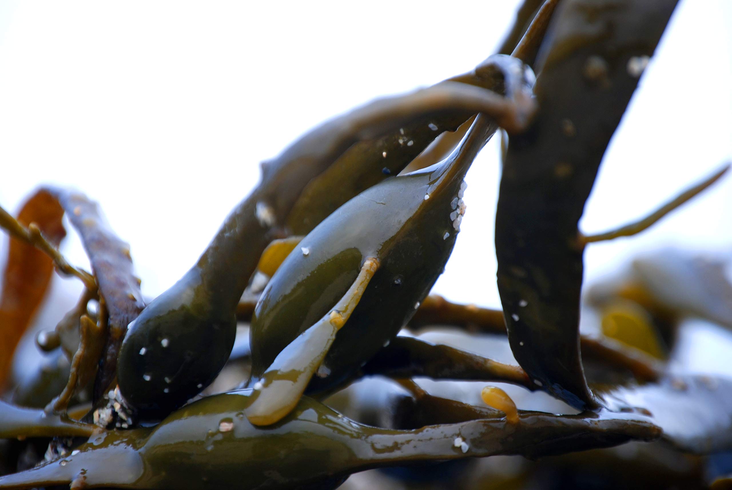 vegan-friendly kelp supplement