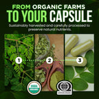 Vegan-friendly Moringa capsules