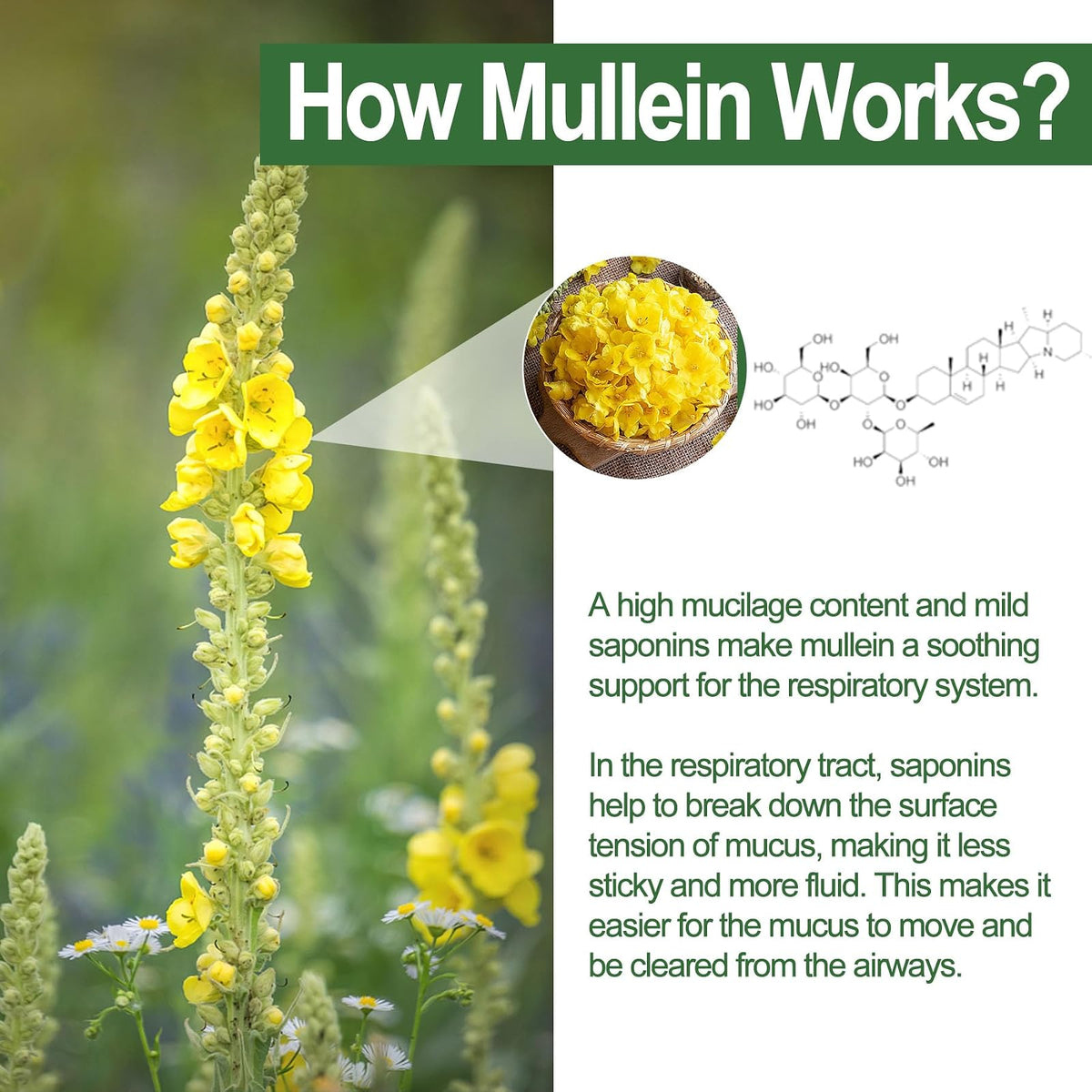 Vegan-friendly Mullein herbal gummies