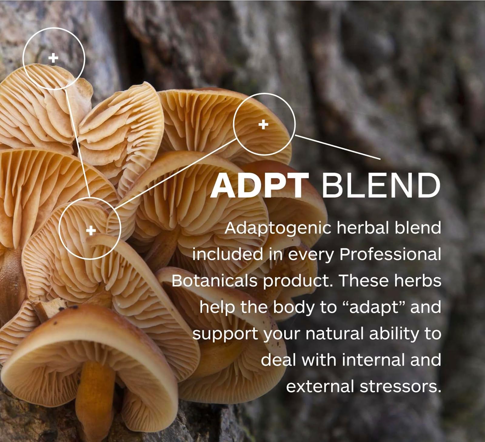 vegan-friendly multivitamin supplement