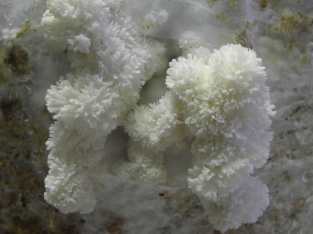 vegan-friendly mushroom complex