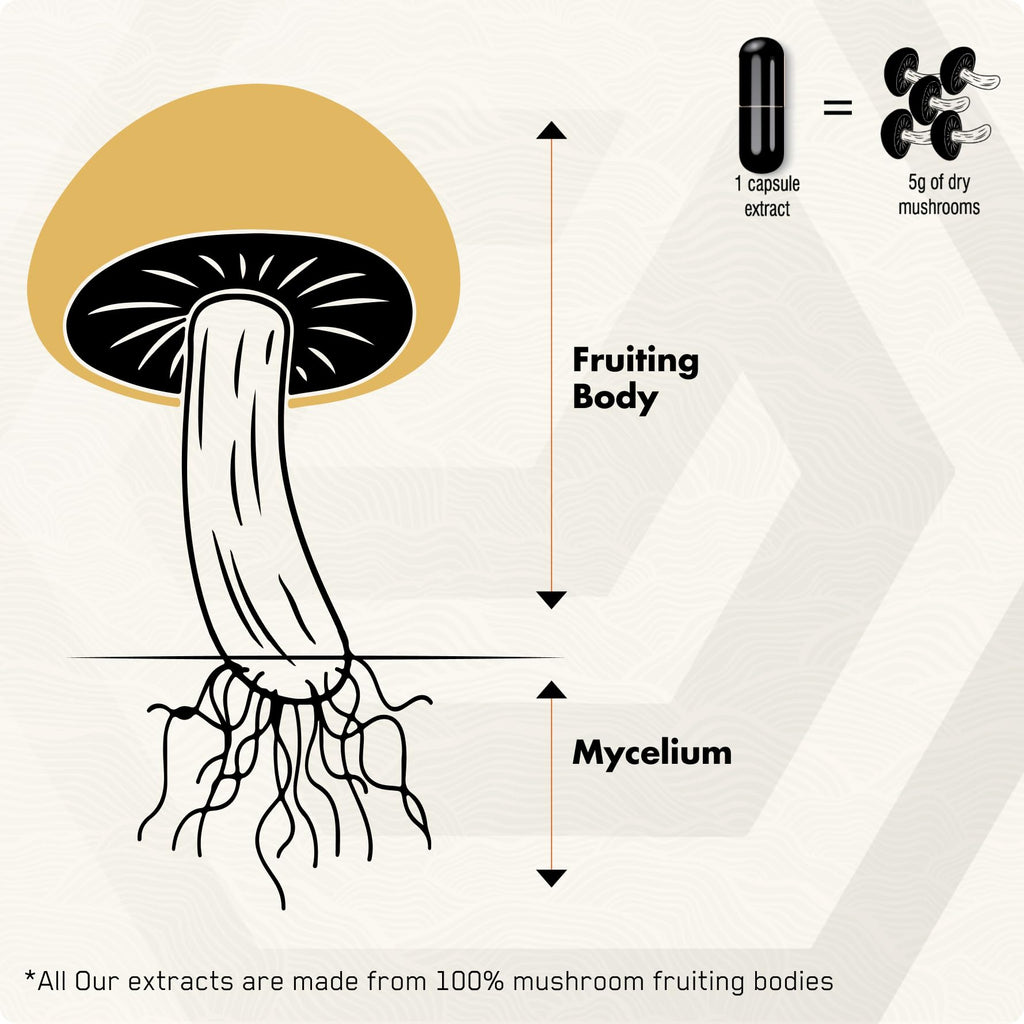 vegan-friendly mushroom health supplement