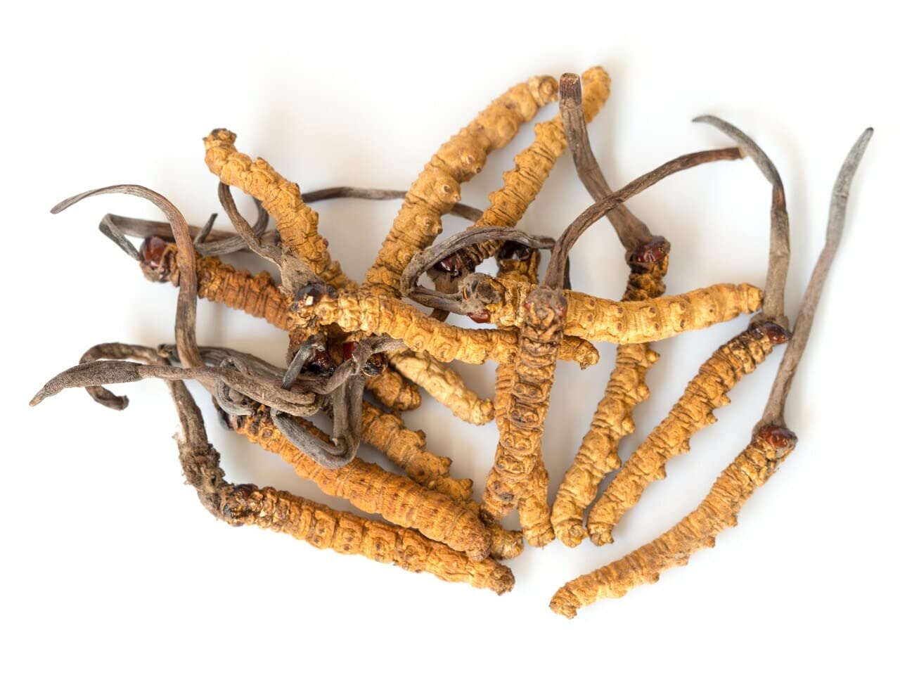 Vegan-friendly mushroom supplement option