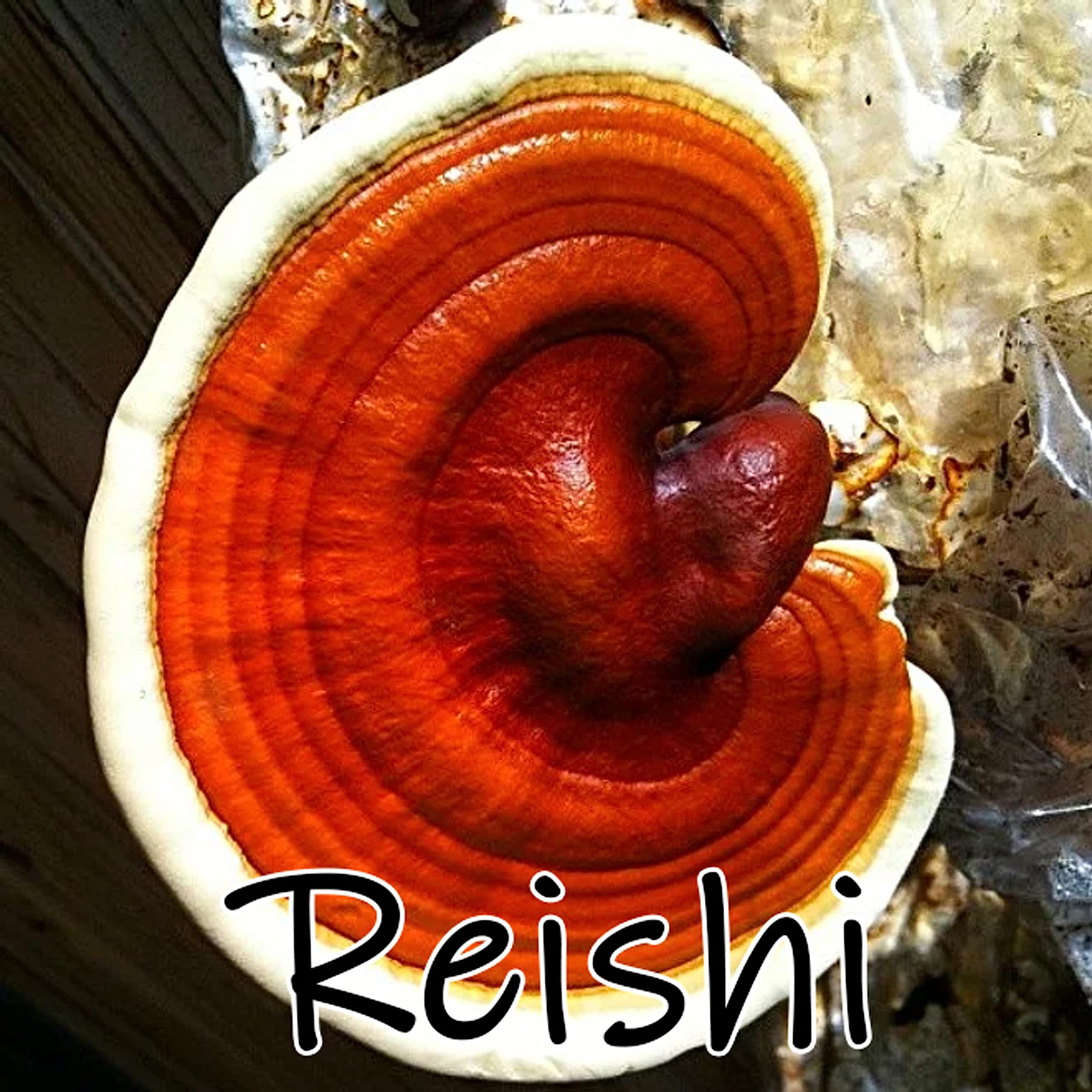 vegan-friendly mushroom supplement