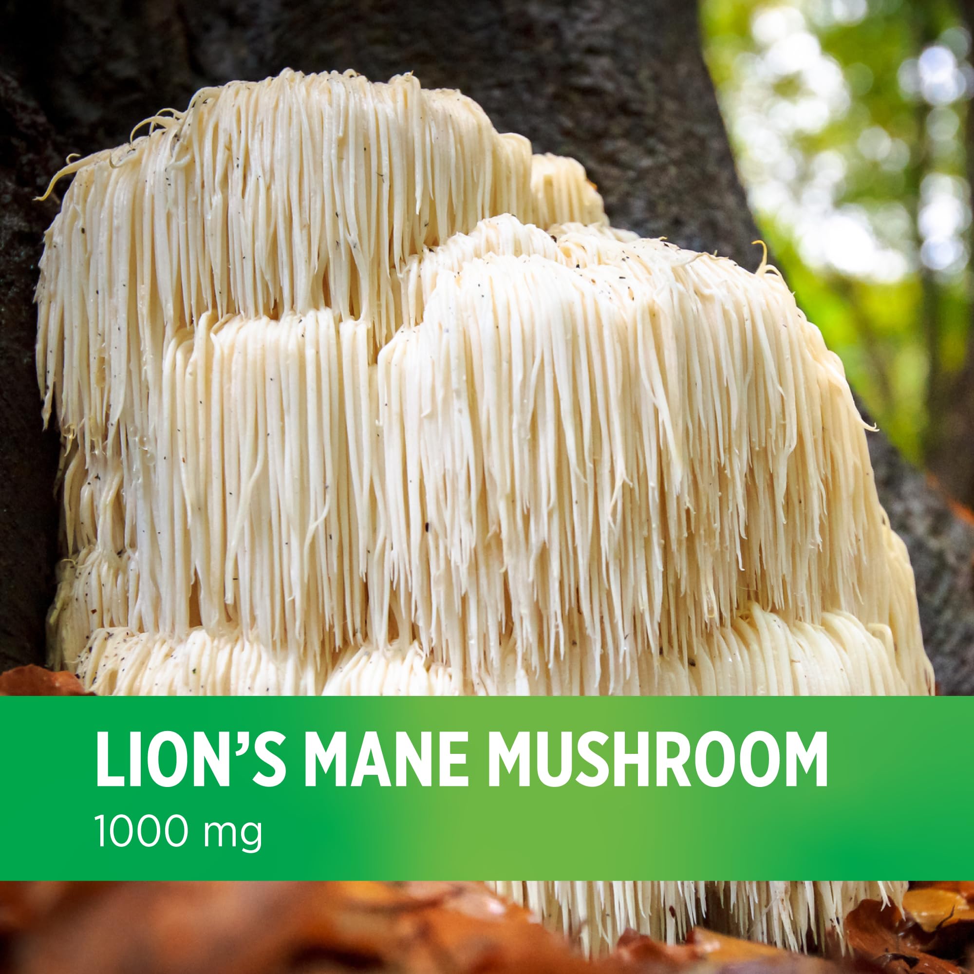 vegan-friendly mushrooms for health