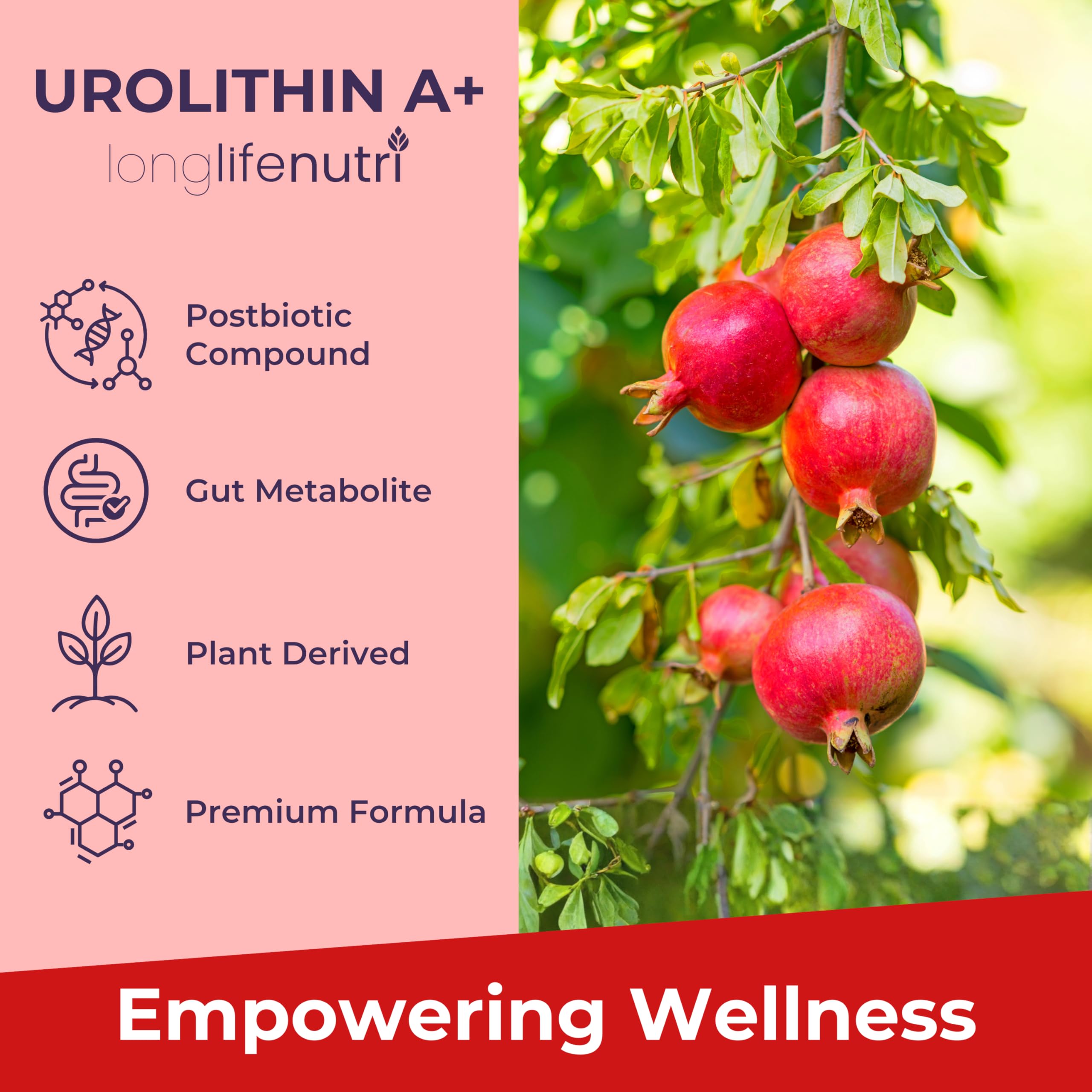 vegan-friendly vitamin supplements