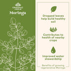 vegan moringa powder option