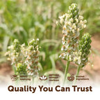 vegan psyllium husk for weight management