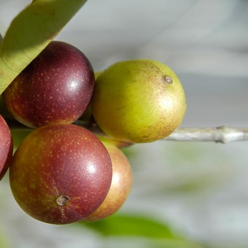 Vegan source of vitamin C powder
