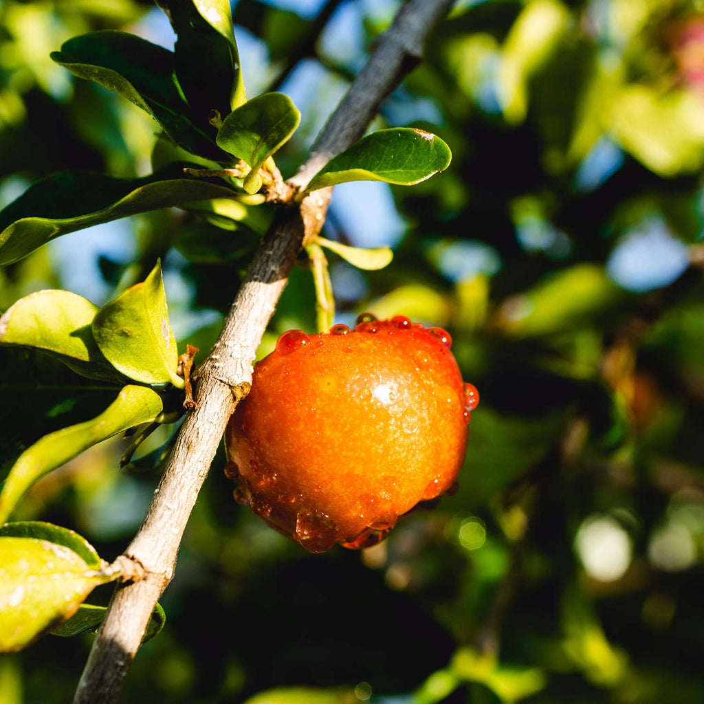 versatile acerola fruit extracts uses