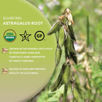 versatile astragalus for herbal remedies