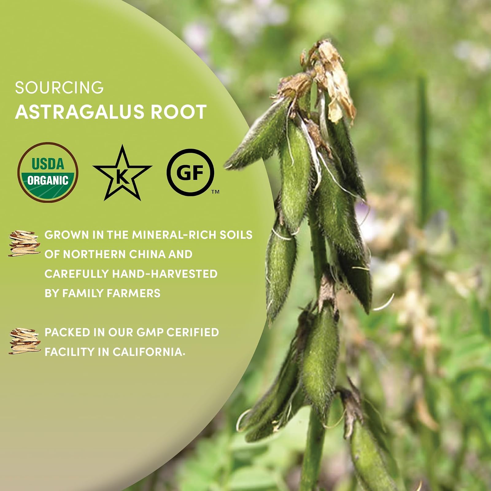 versatile astragalus for herbal remedies