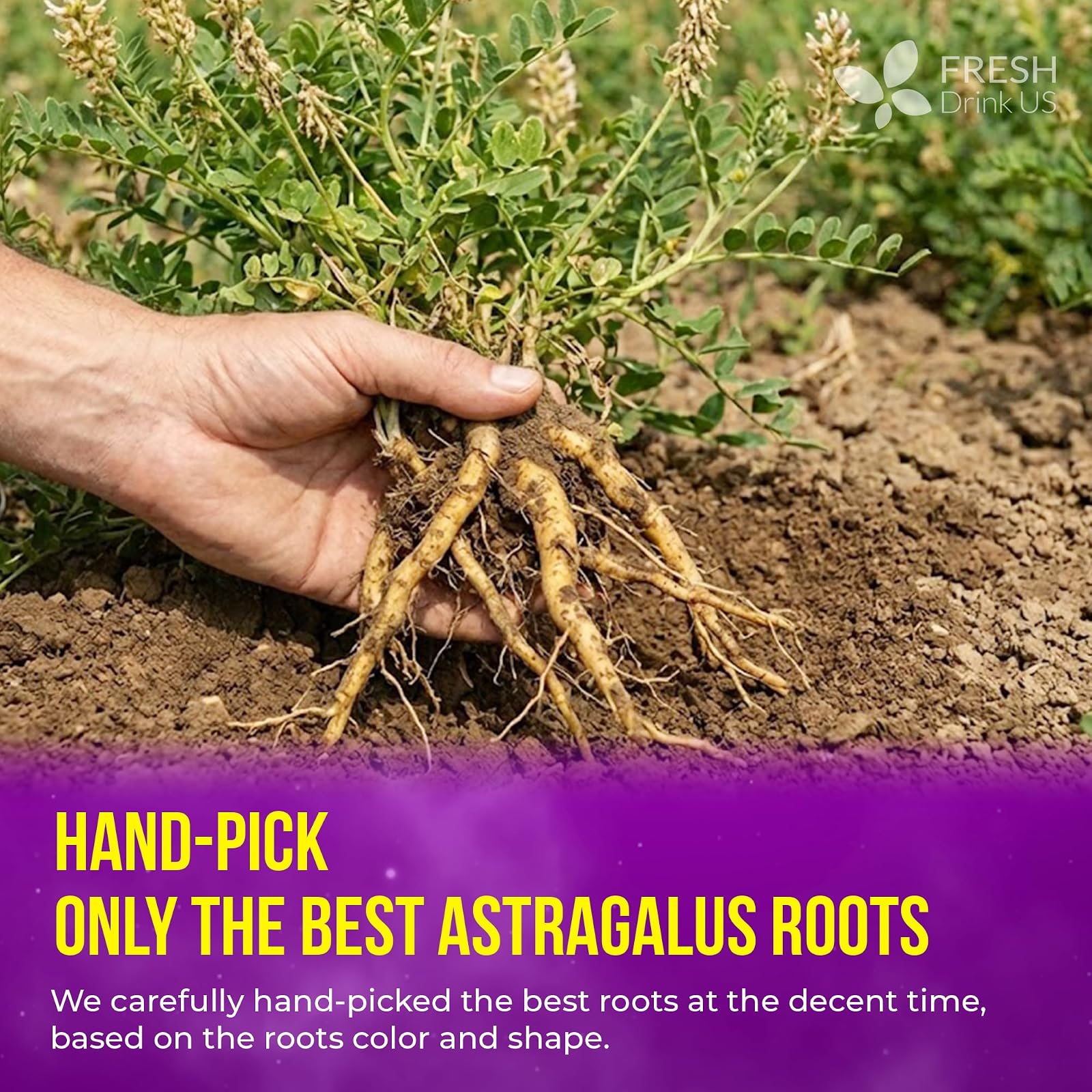 versatile astragalus root for cooking