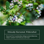 versatile bilberry powder for recipes