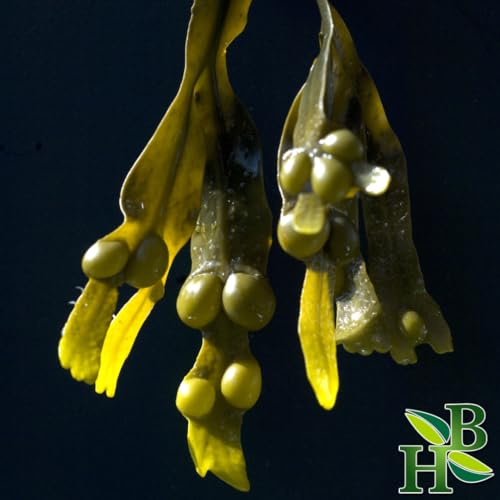 Versatile bladderwrack for blended supplements