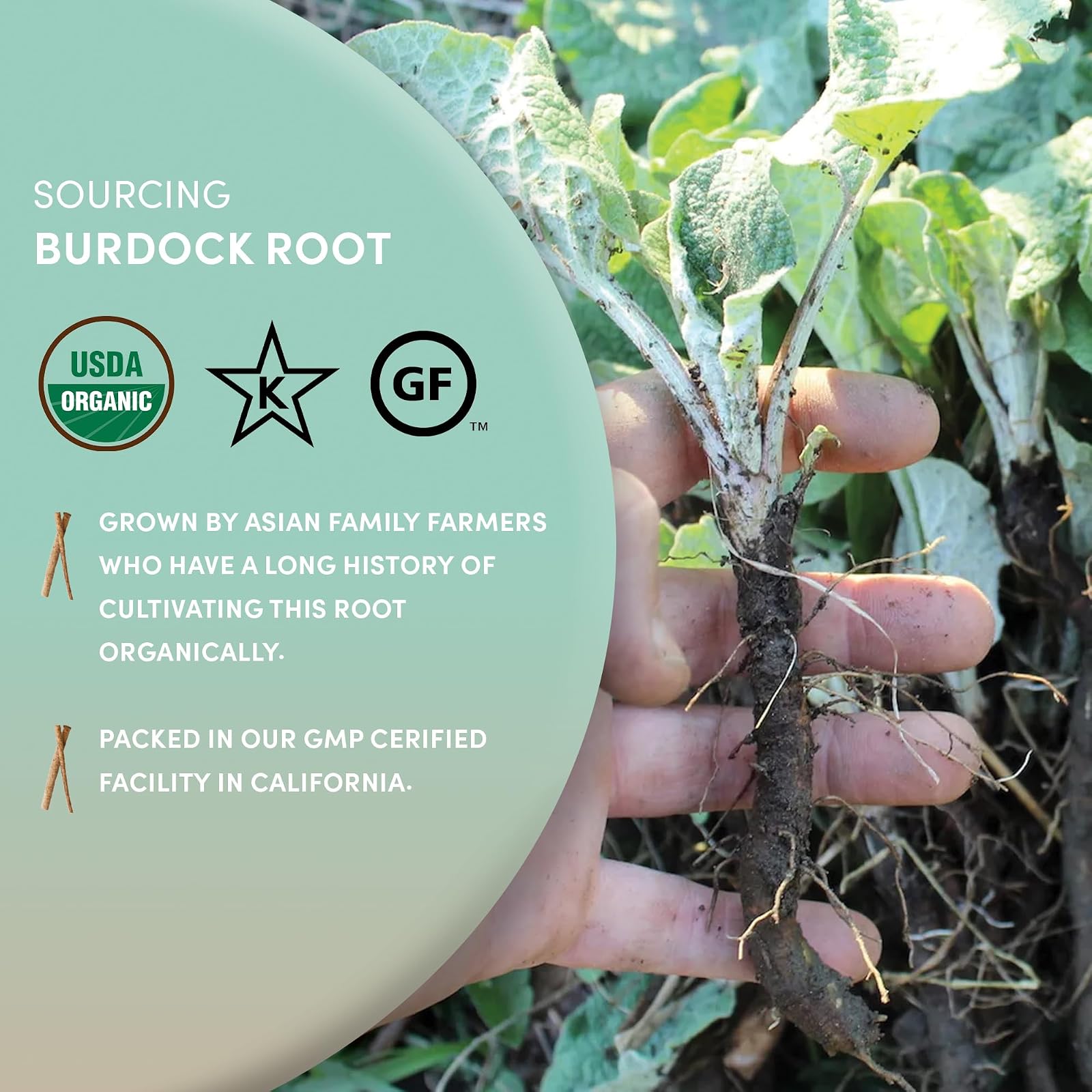 versatile burdock root for natural health