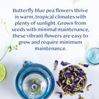 versatile butterfly pea tea recipes