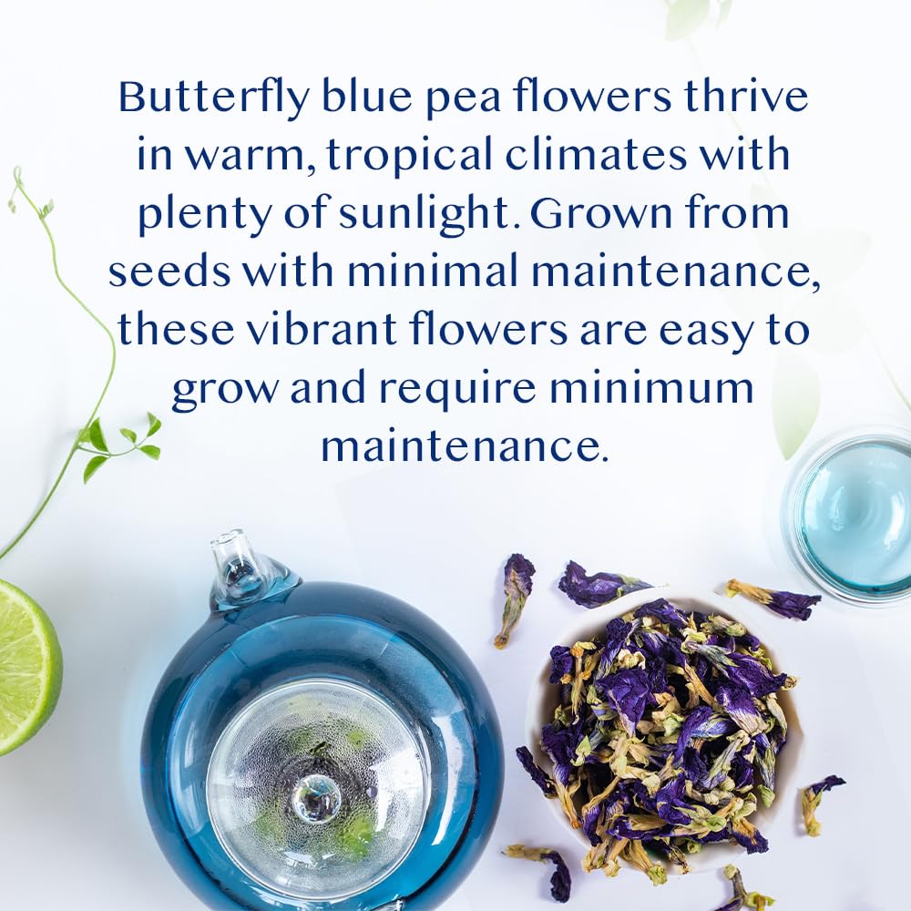 versatile butterfly pea tea recipes