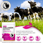 versatile collagen powder for smoothies