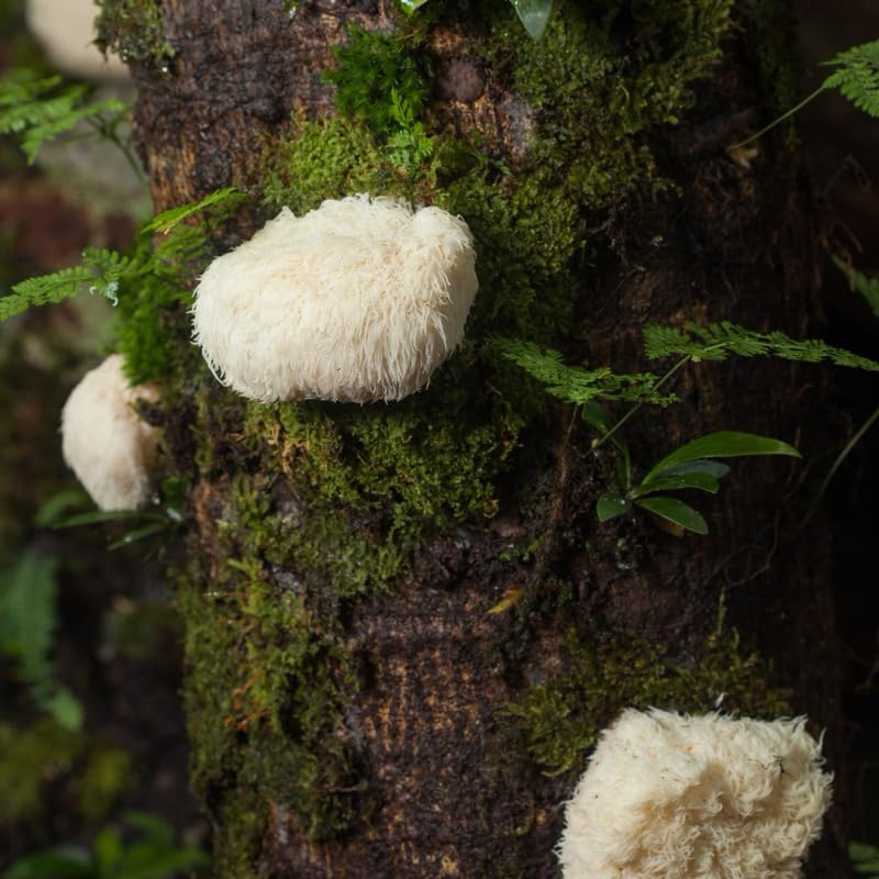 versatile cooking with mushroom powder