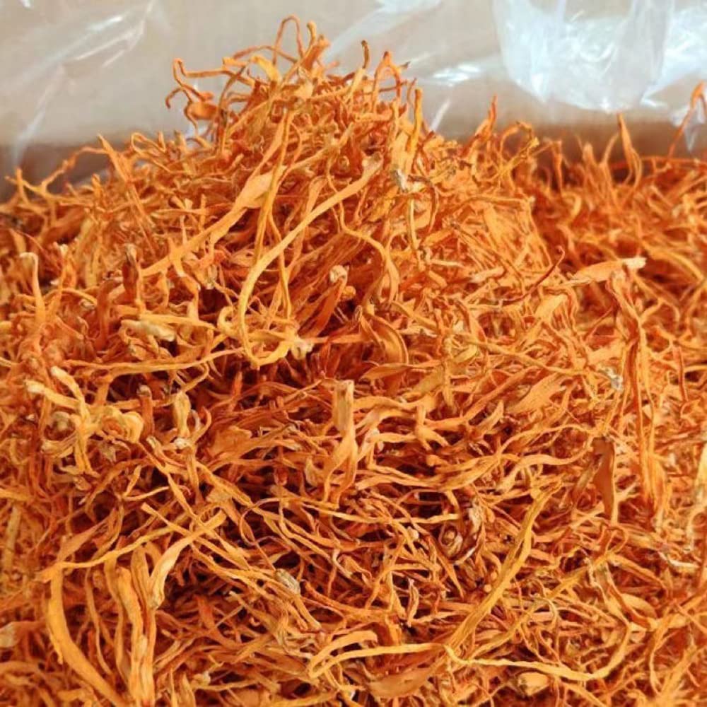 versatile Cordyceps for health