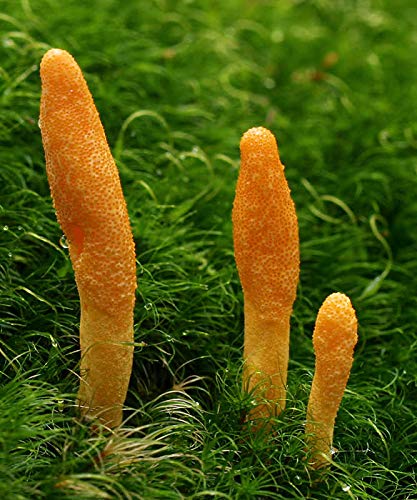 versatile cordyceps for smoothies and teas