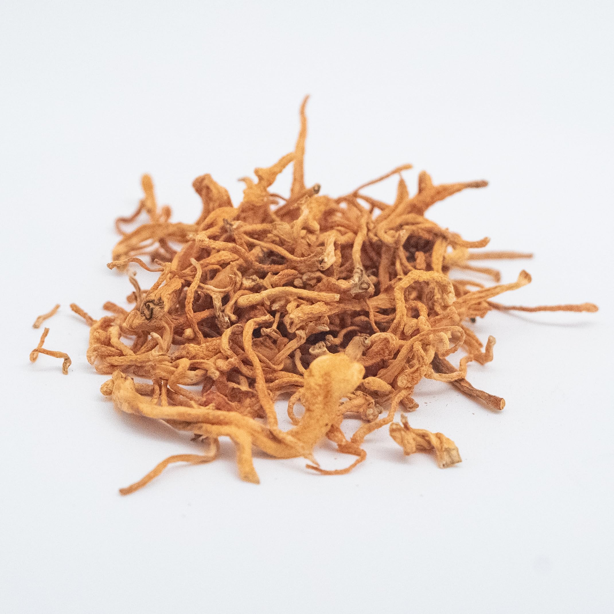 versatile cordyceps mushrooms for cooking